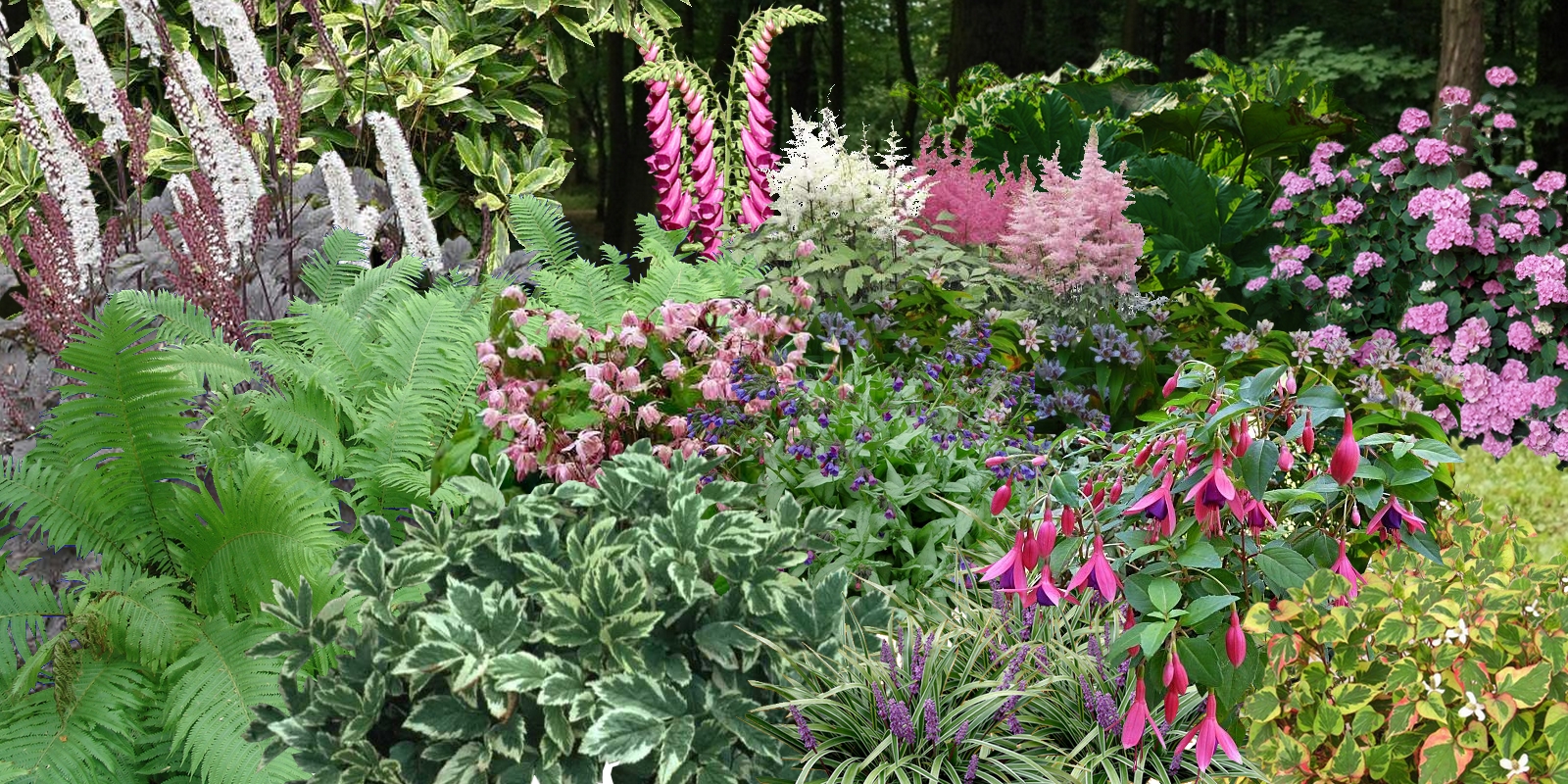 Cr er Un Massif De Fleurs L ombre